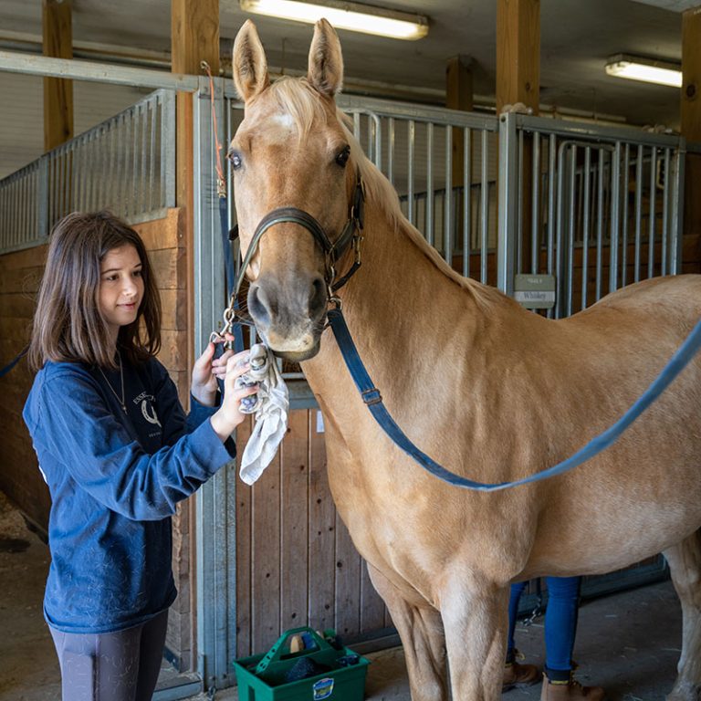 Animal Sciences – Essex North Shore